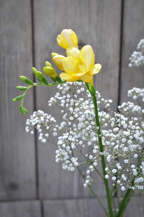 Romantic Flower of the Month: Freesia